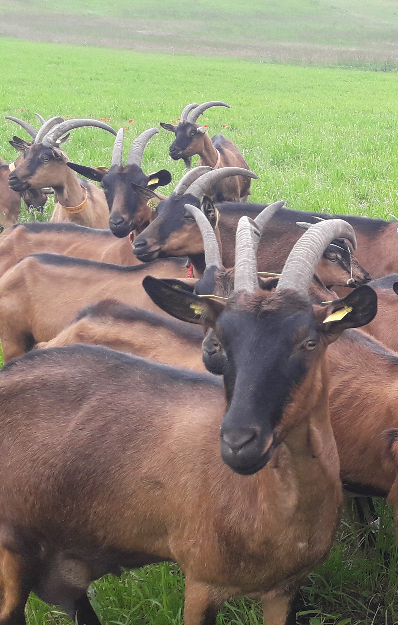 FORMATION : CAPRIN : COUT DE REVIENT POUR EVALUER LA DURABILITE DE SON ...